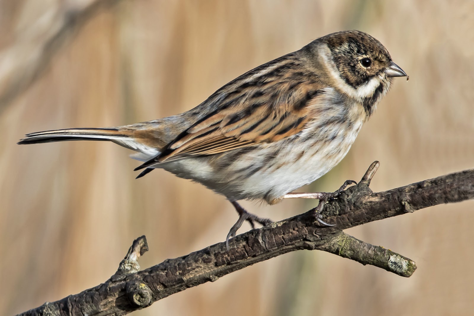 PETER'S PORTFOLIO..............Bird & Wildlife Photography: Reed Buntings