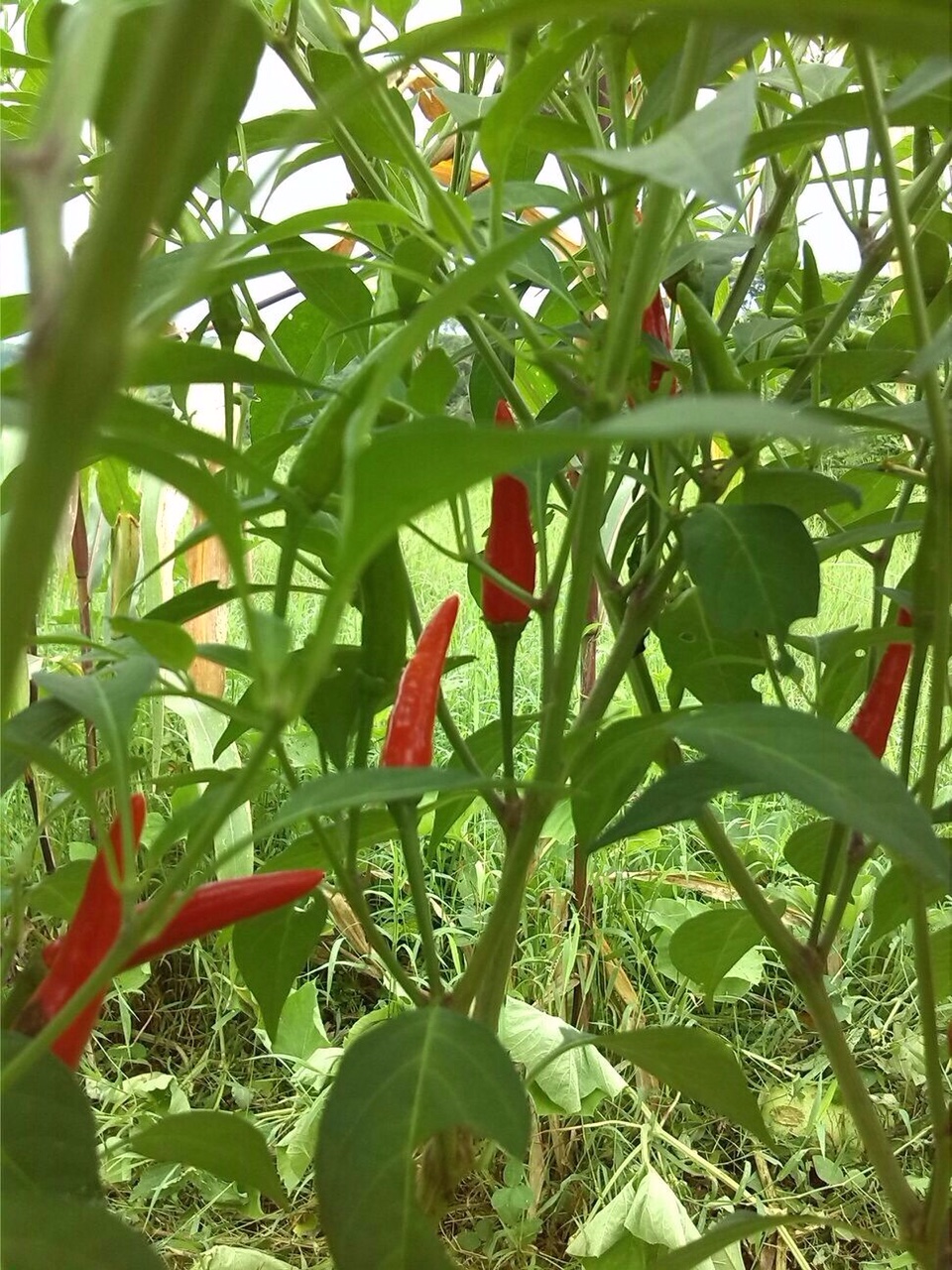 Costa Rica Invest: Thai Chilli Peppers