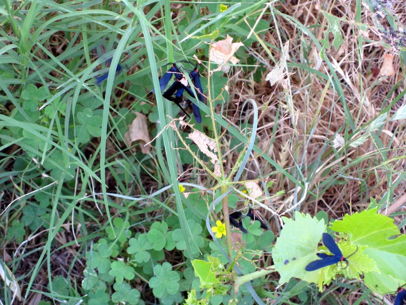 Xtremehorticulture of the Desert: Update on Grape Leaf Skeletonizer ...