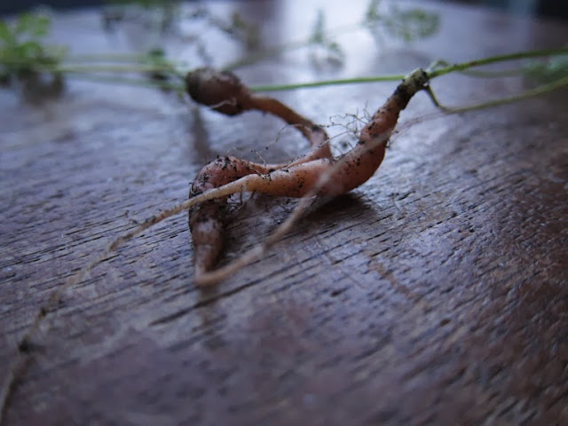 the indolent cook: the cutest little carrots, and edible carrot greens