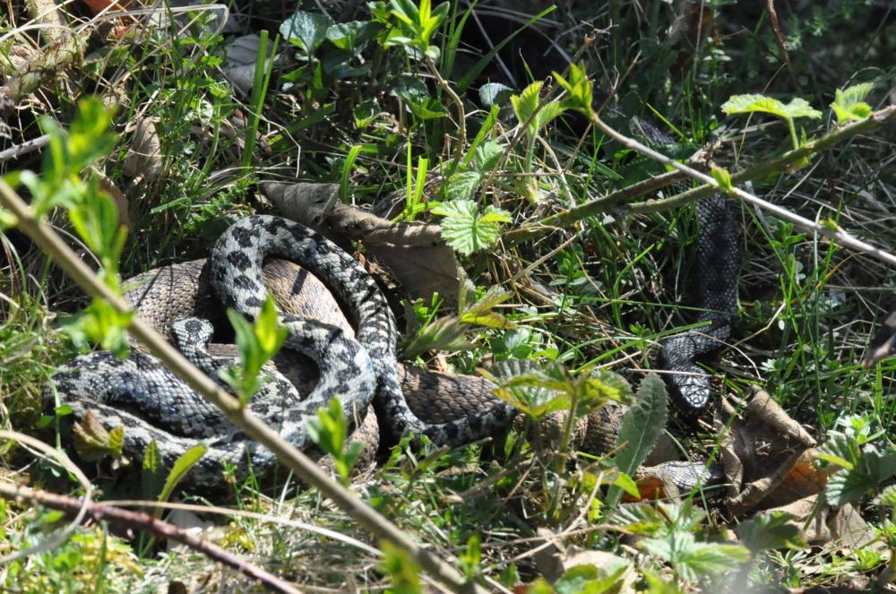 Postcards from Sussex: Blackadders, white adders and a brown adder