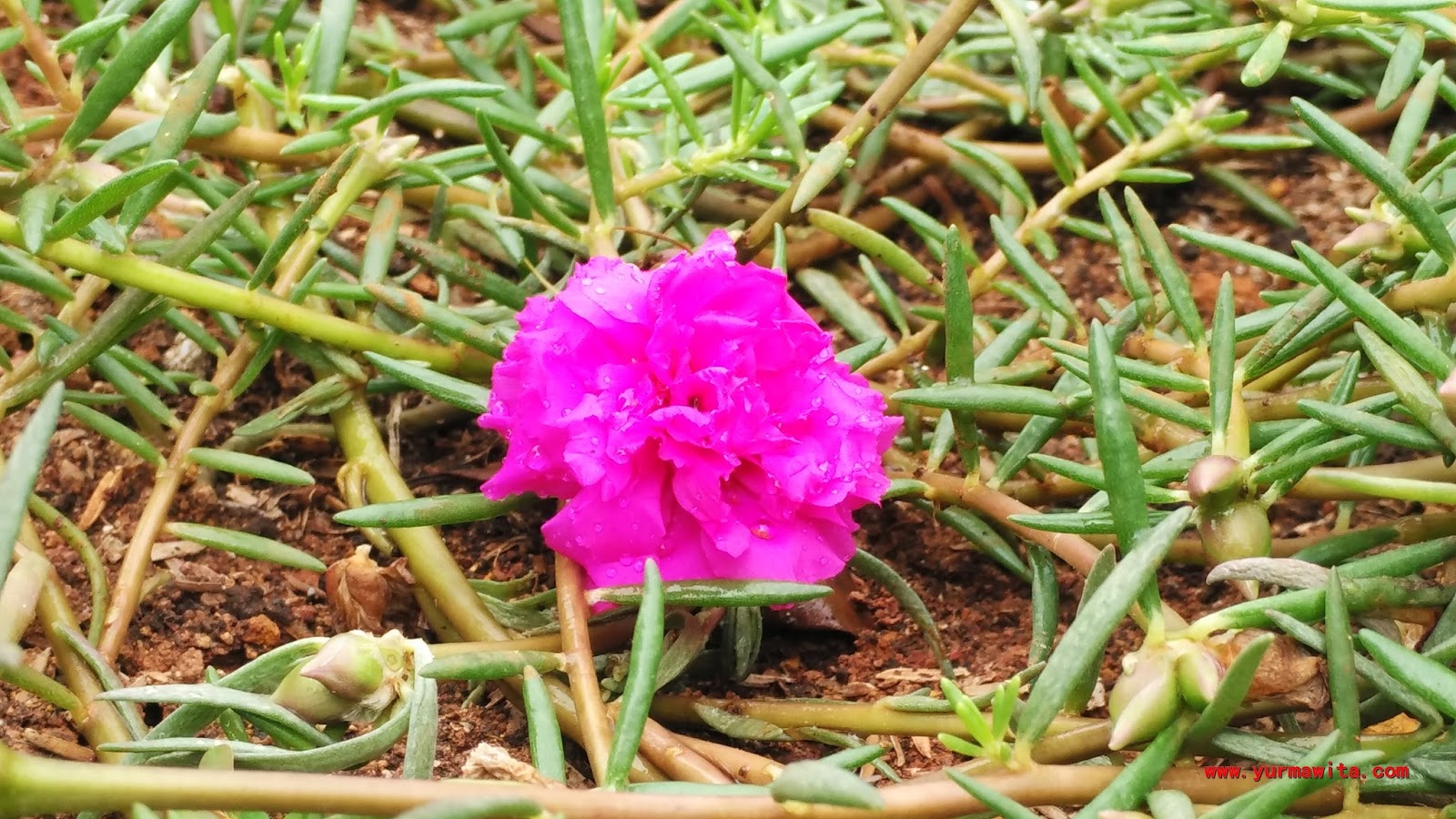 Bunga-bunga ini yang bisa Mempercantik Halaman Rumah Anda - Yurmawita's ...