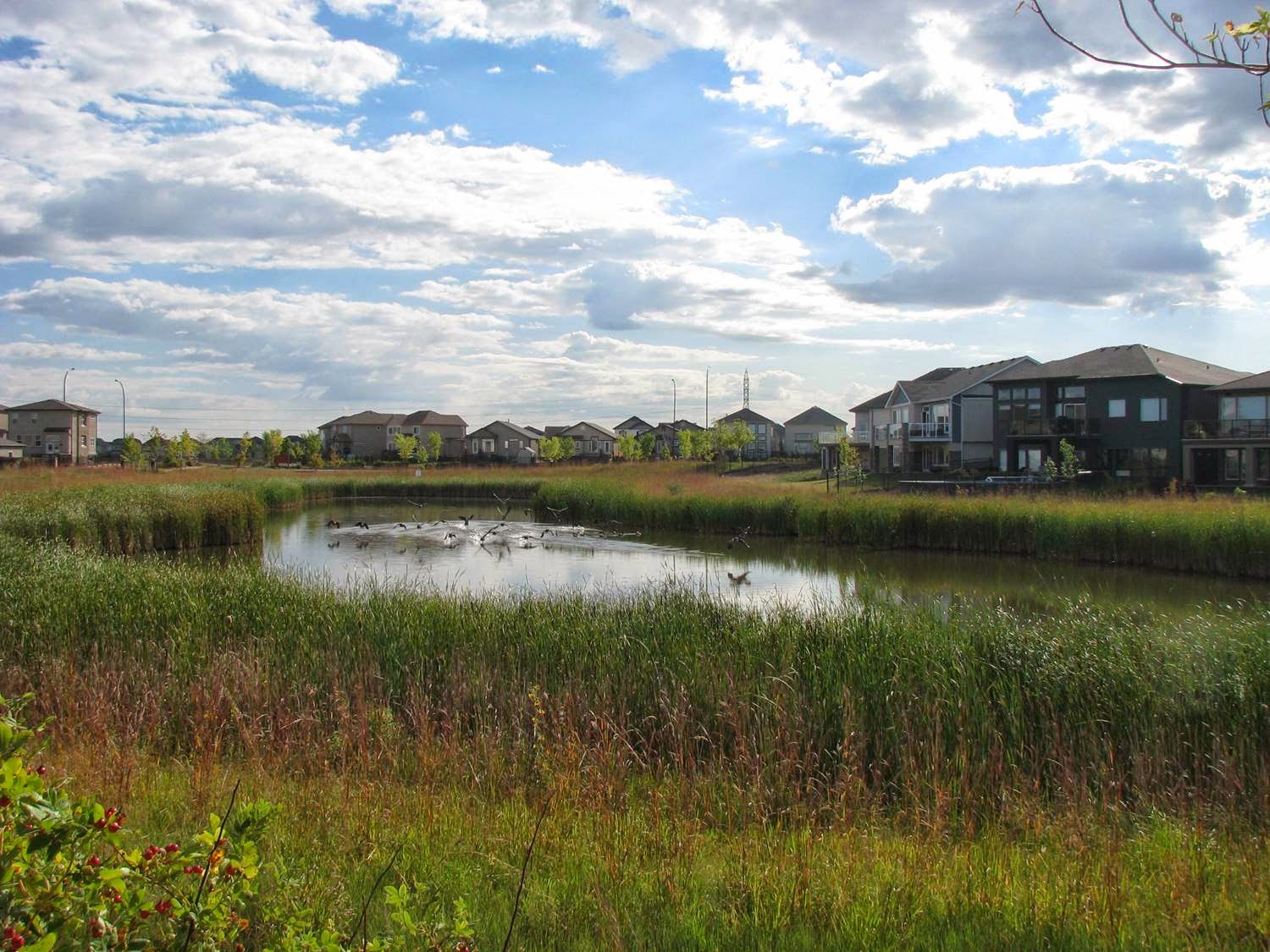 EcoFriendly Sask: Protecting and Constructing Urban Wetlands