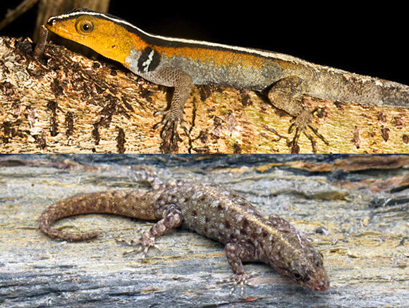 The Herpetology of Trinidad and Tobago: Streak Lizard, Gonatodes ...