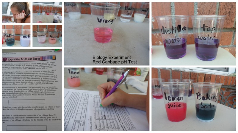 Today's Blessings: Red Cabbage pH experiment