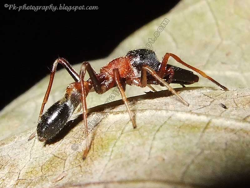 Ant Mimic Jumping Spider | Nature, Cultural, and Travel Photography Blog