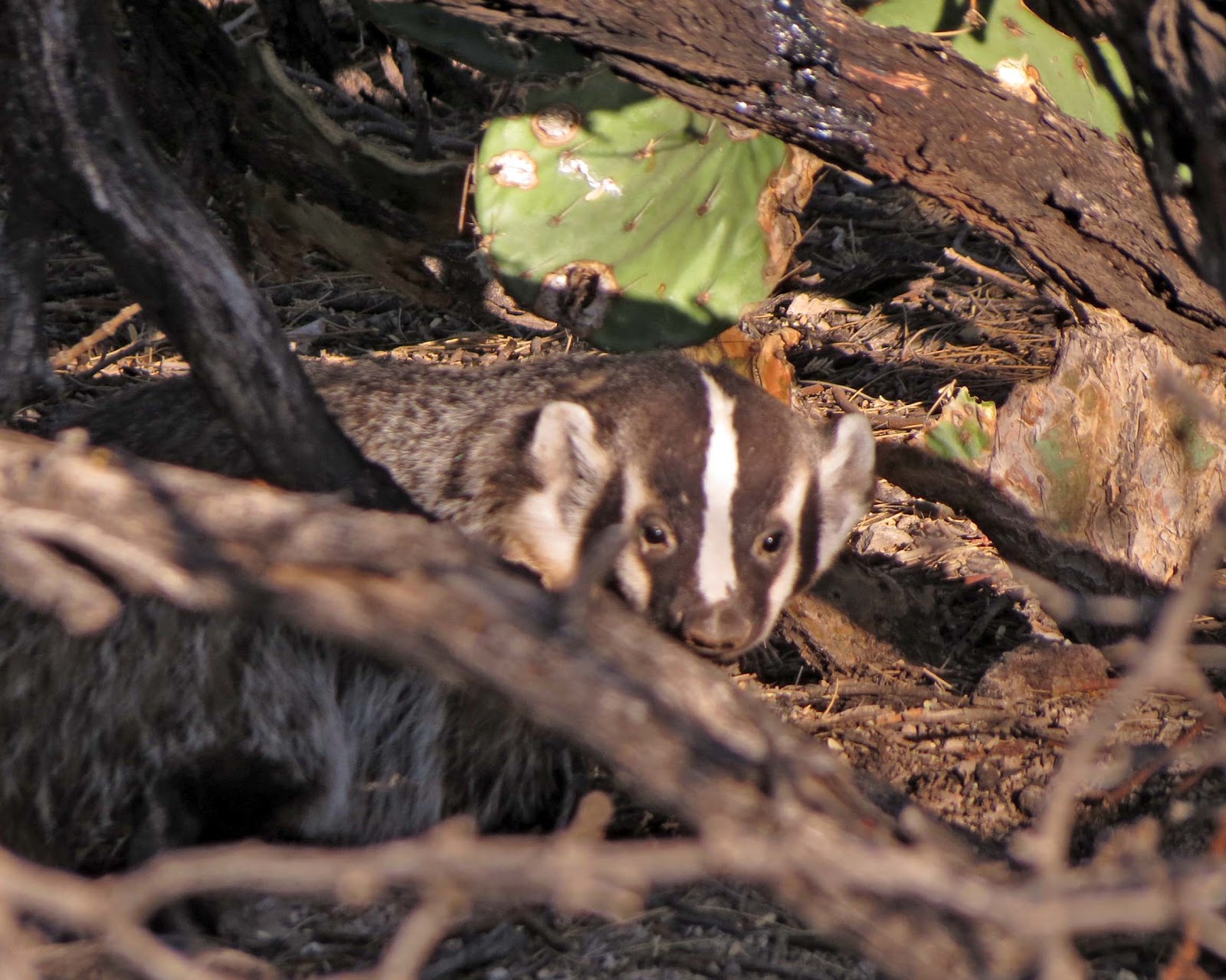 Desert Colors: Badgers