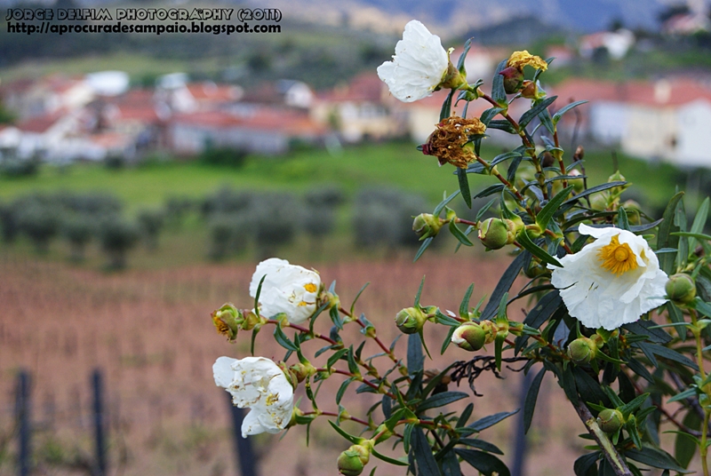 SAMPAIO: Flor da Esteva