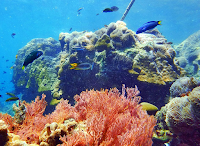 Jctour-Kohlipe.com: Lipe Island Full day Tour