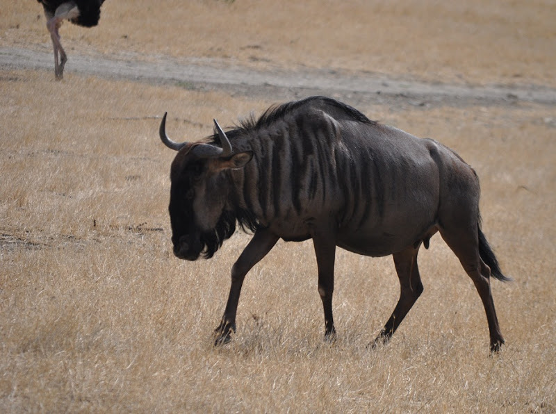 ZOOTOGRAFIANDO (6.100 ANIMALS): ÑU AZUL O ÑU COMÚN / BLUE WILDEBEEST ...