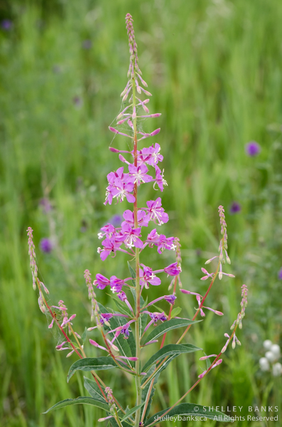 Prairie Wildflowers: Fireweed beside a Saskatchewan slough