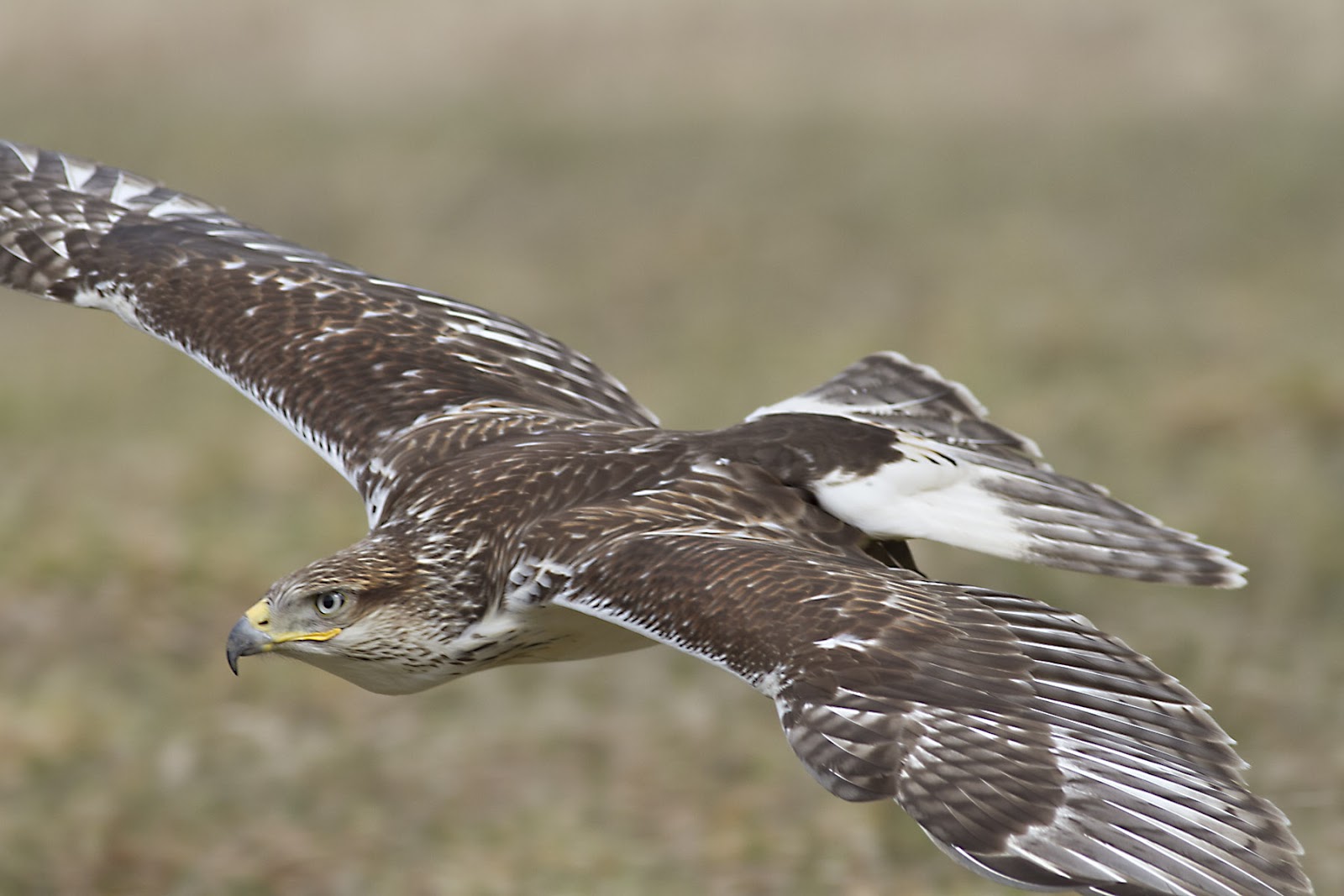 Ann Brokelman Photography: Ferruginous Hawk - CAPTIVE- Flight course