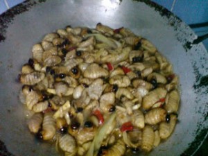 Wisata PapuaQ: Ulat Sagu "Makanan Khas" - Papua