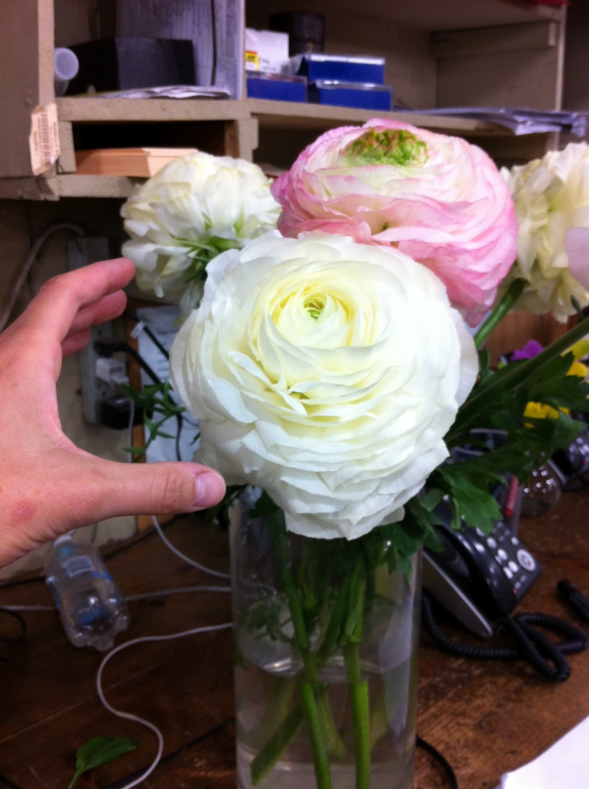 blade new york: Japanese Ranunculus