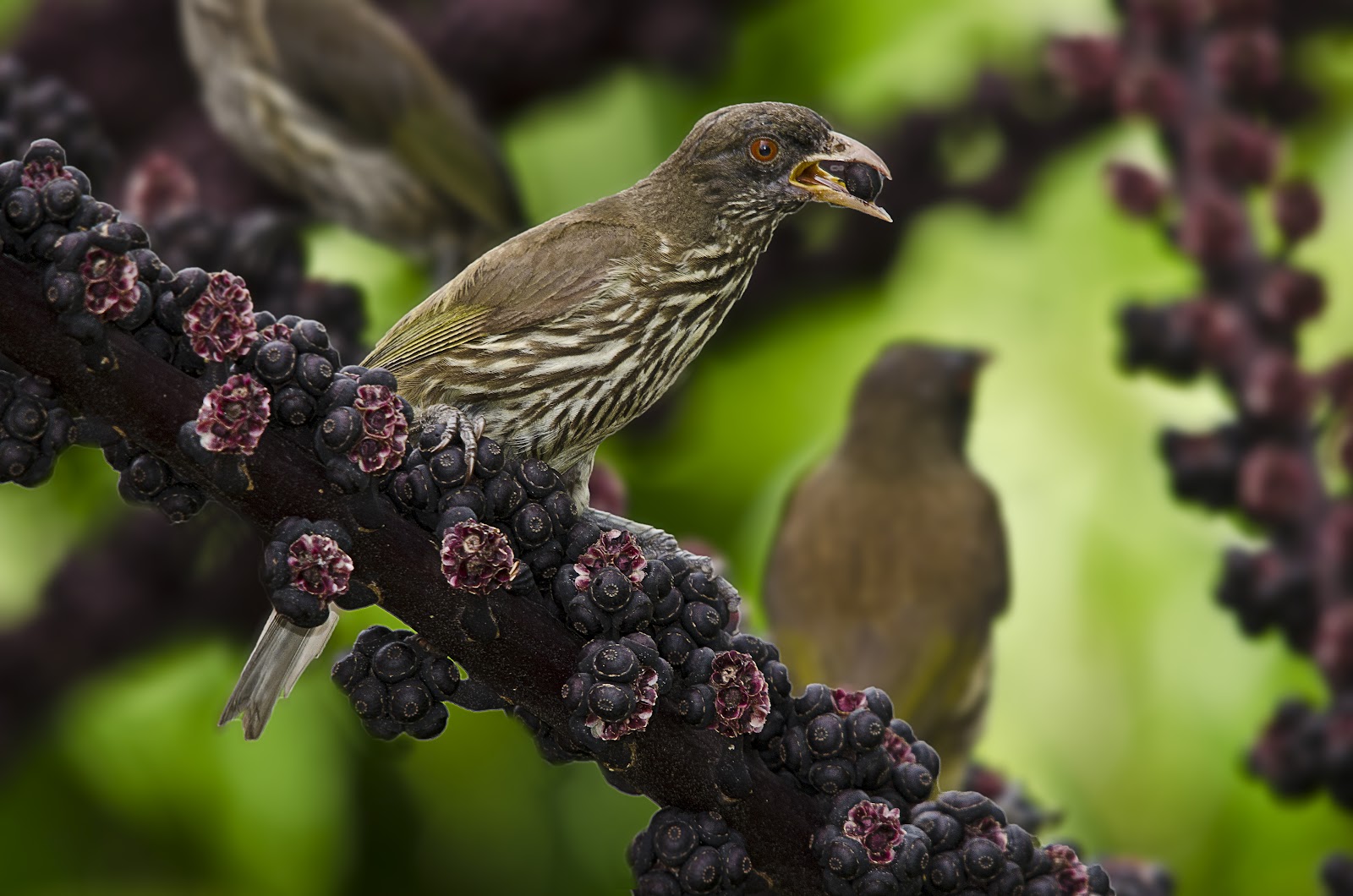 Visto al Pasar: La Cigua Palmera