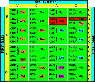 Sintesis Protein dan Kode Genetik | Biologi