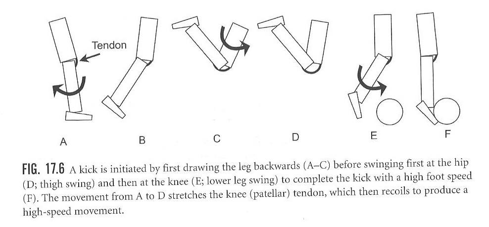 What are the optimal biomechanics of an AFL drop punt and check side ...