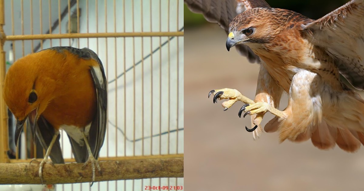 Bokor Nurani: Antara Kicau Anis dan Kepak Sayap Rajawali