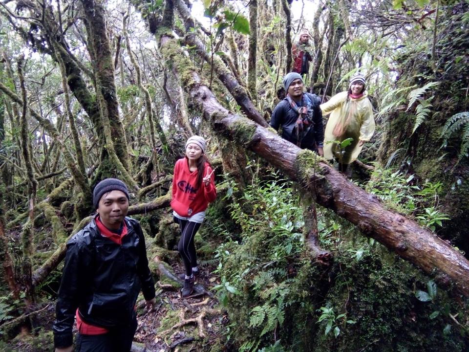 Skookum Mountaineers: Mt. Tabayoc - Into the mossy forest and up in the ...