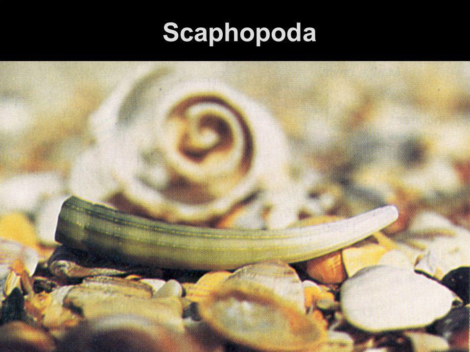 Moluscos: Escafópodes