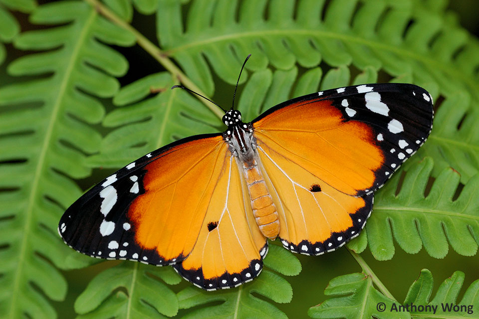 Butterflies of Singapore: Butterfly of the Month - October 2016
