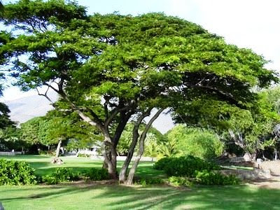 Jual Biji/ Benih Super dengan harga Murah (BAJATANI): JUAL BIJI/ BENIH ...