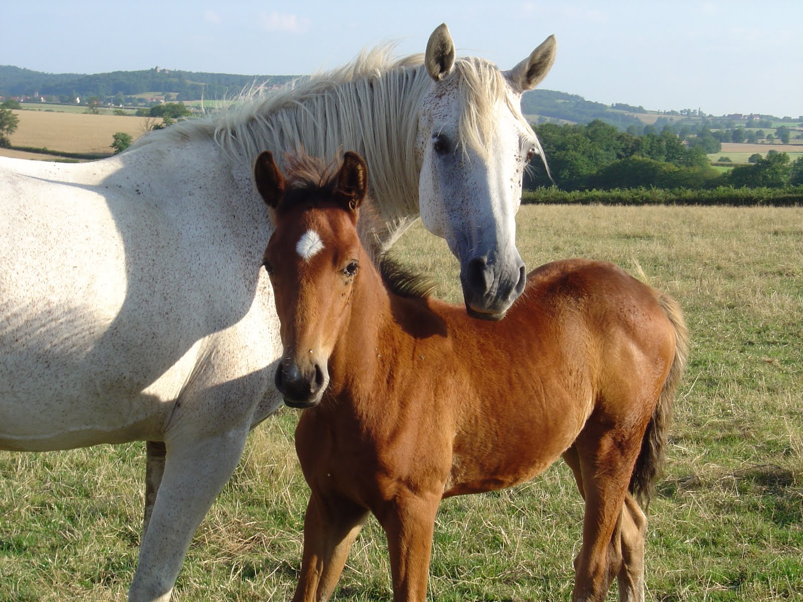 Mes amis les chevaux: poulain