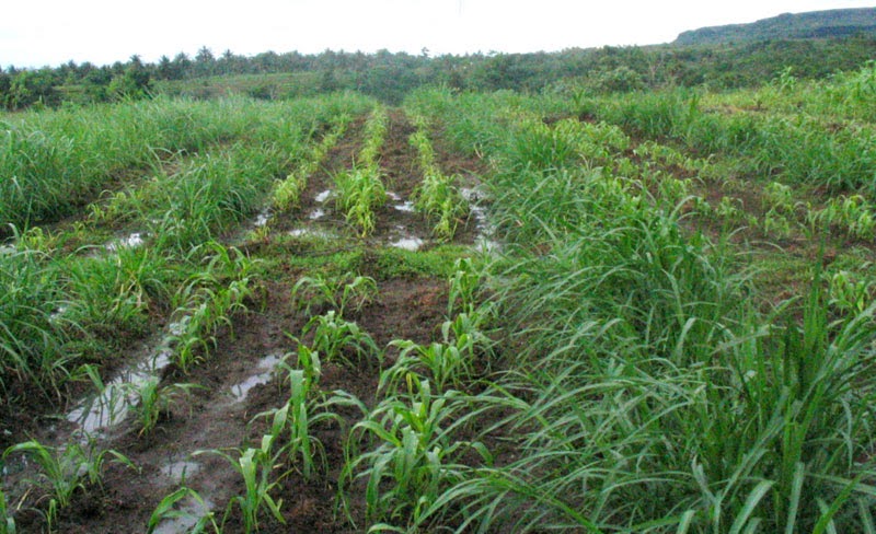Macam-macam Pola Polikultur