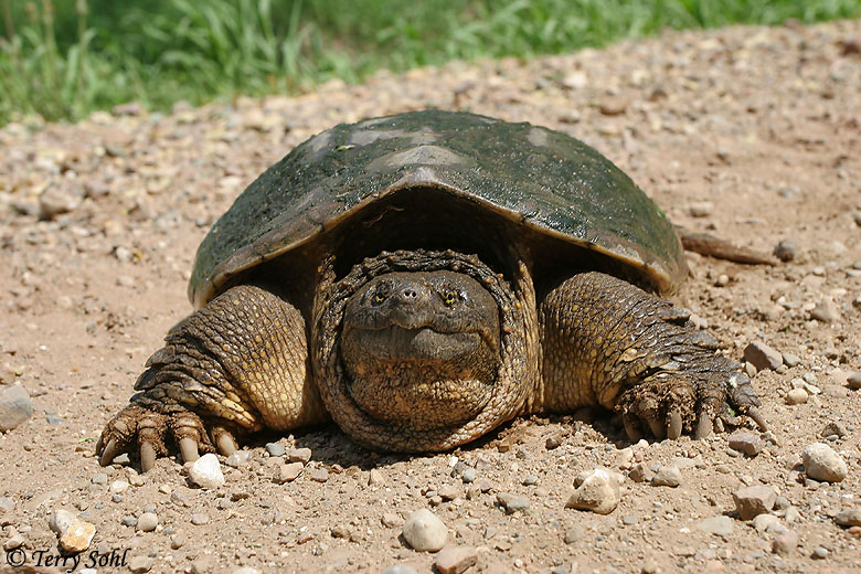 El ojo del buitre: Reptiles - Tortuga mordedora (Chelydra serpentina)