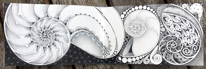 Enthusiastic Artist: Nautilus shells in my Book