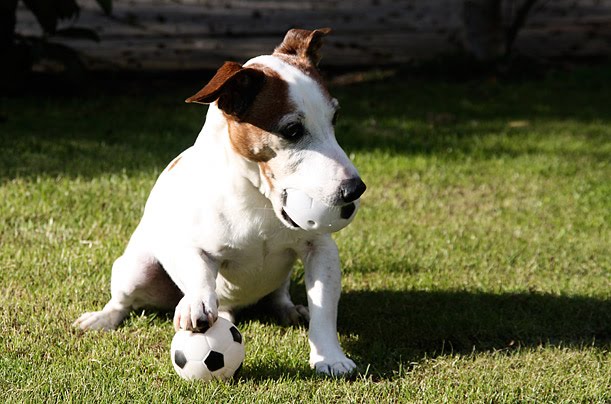 20 Funny animals playing soccer/football (20 pics) | Amazing Creatures