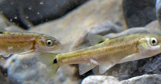 MOAPA DACE FISH ~ Everything About Fish