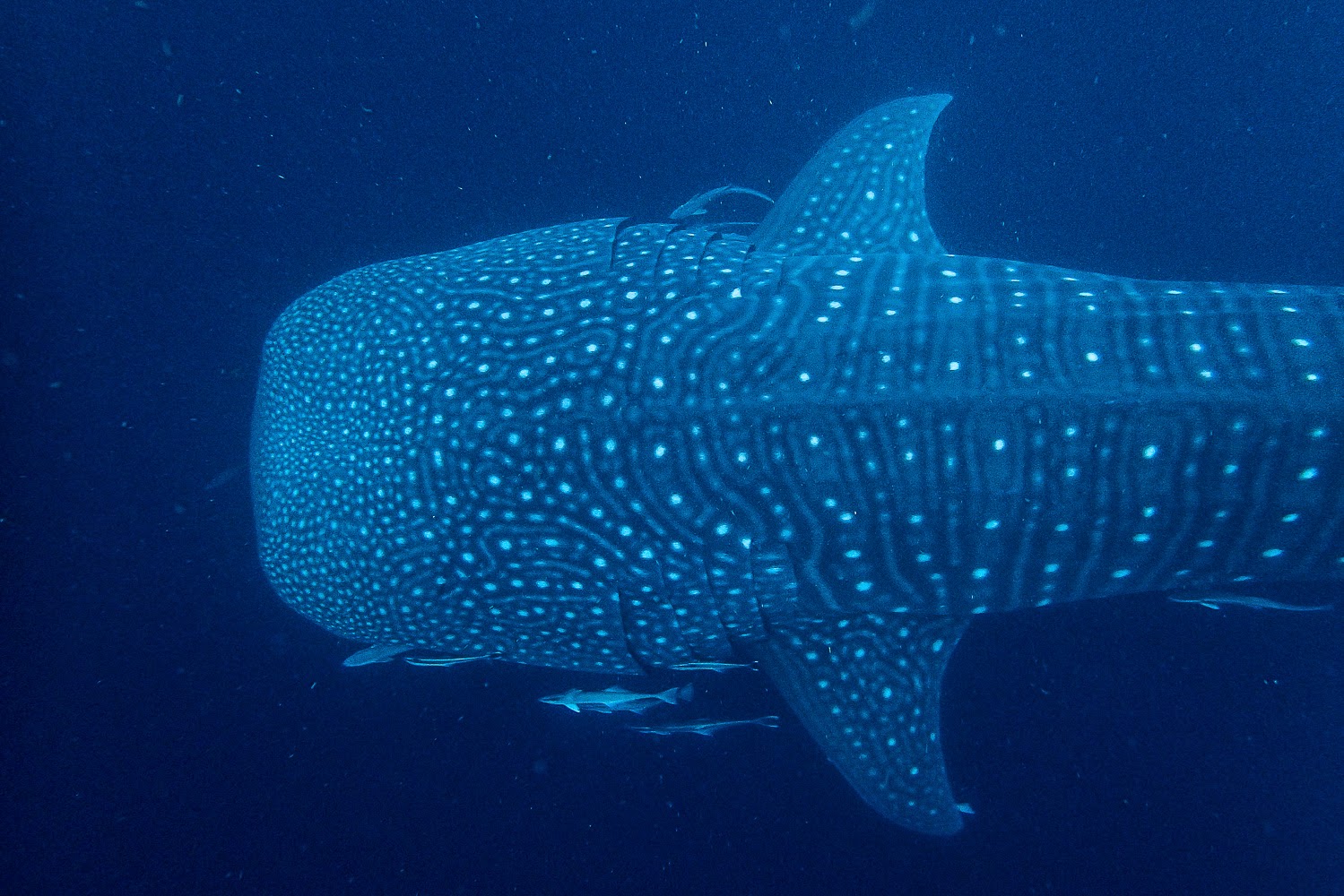 How you emergency?: vaal! hai! vaalhai!