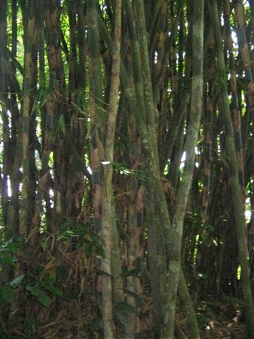 Bambu Cimahi Bandung Jawabarat: Jenis Bambu