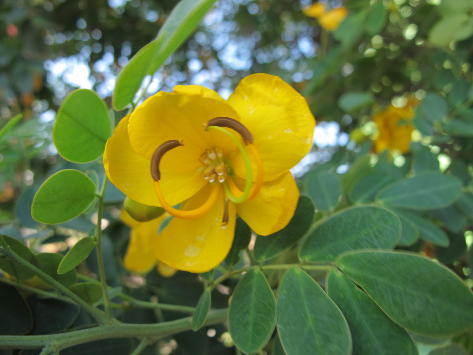 The Flowering plants - Leguminosae - Fabaceae: Fabaceae - Senna pendula ...