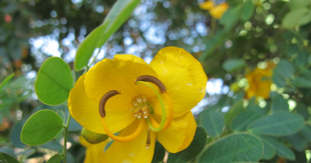 The Flowering plants (Leguminosae - Fabaceae): Fabaceae - Senna pendula ...