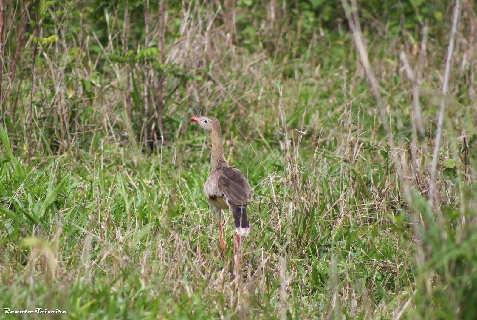 Mundo das Montanhas: janeiro 2013