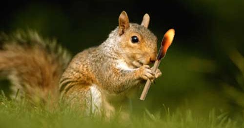 Nothing To Do With Arbroath: Squirrel blamed for causing house fire