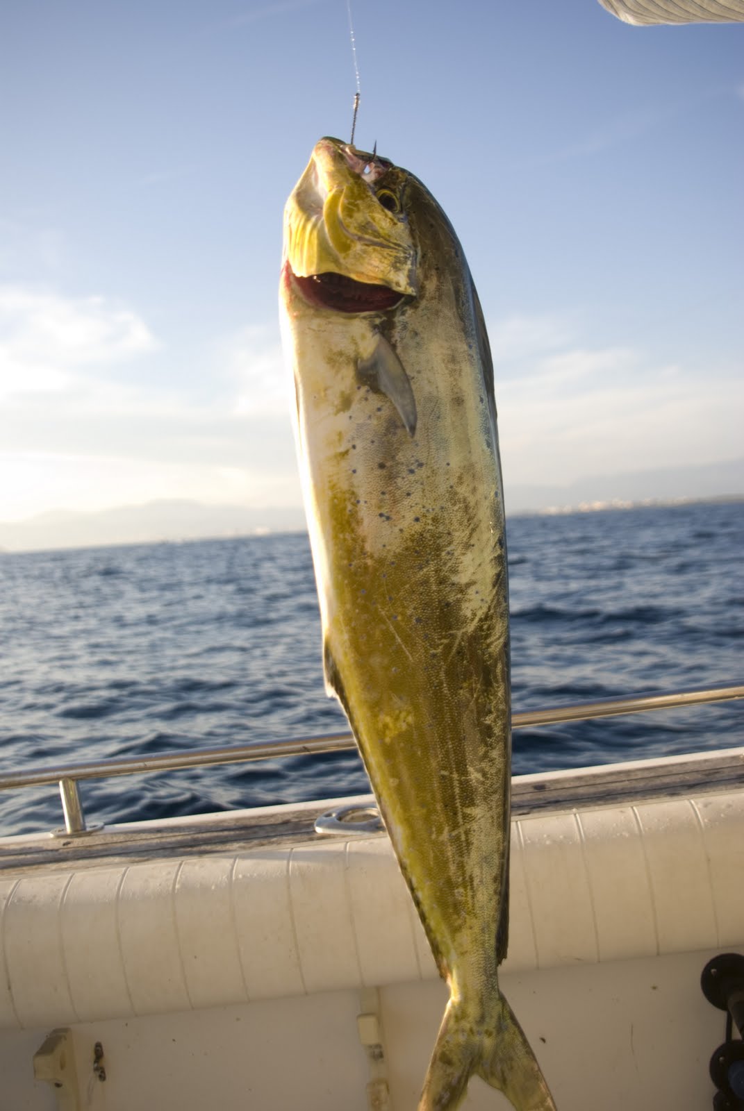 Pescando en la Bahía de Palma: la llampuga