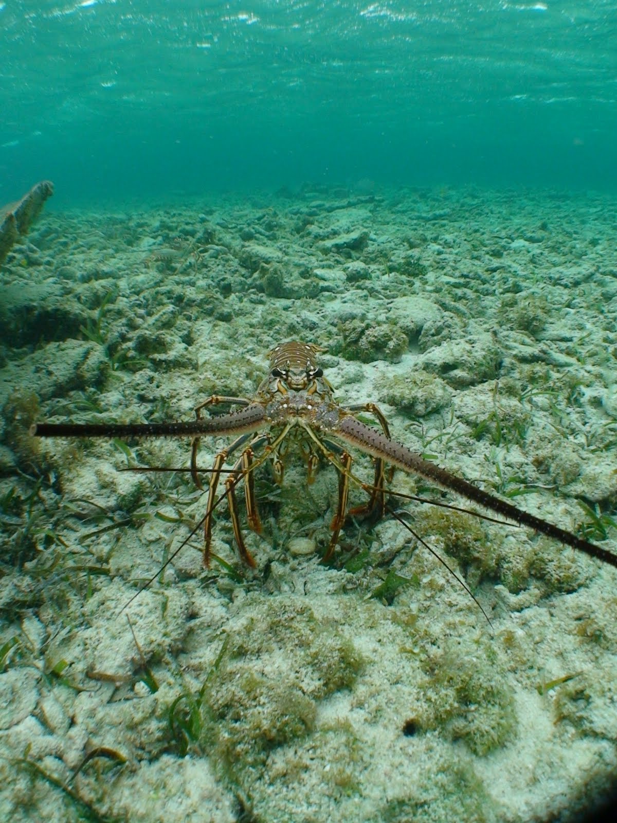 Salt Life Blog: Bahamas Underwater World in Pictures