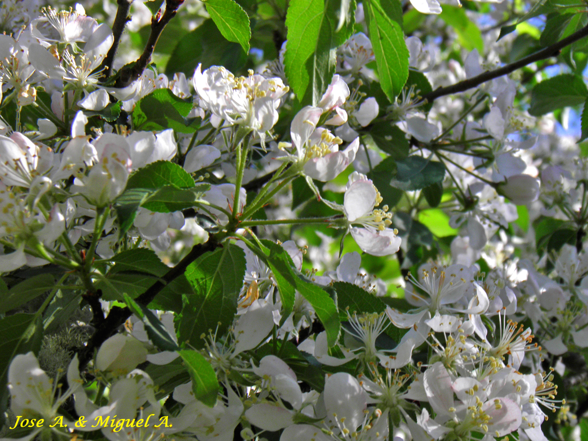 Flora, Fauna y Paisajismo del Suroeste Salmantino: Rebollar de “La ...
