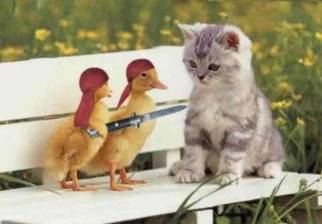 All Funny,Cute,Cool and Amazing Animals: Funny Duck Images-Pictures and ...