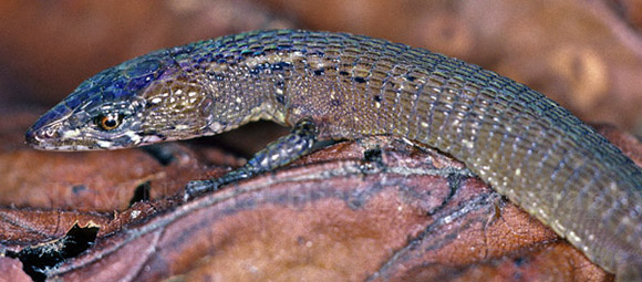 The Herpetology of Trinidad and Tobago: Luminous Lizard, Oreosaurus ...