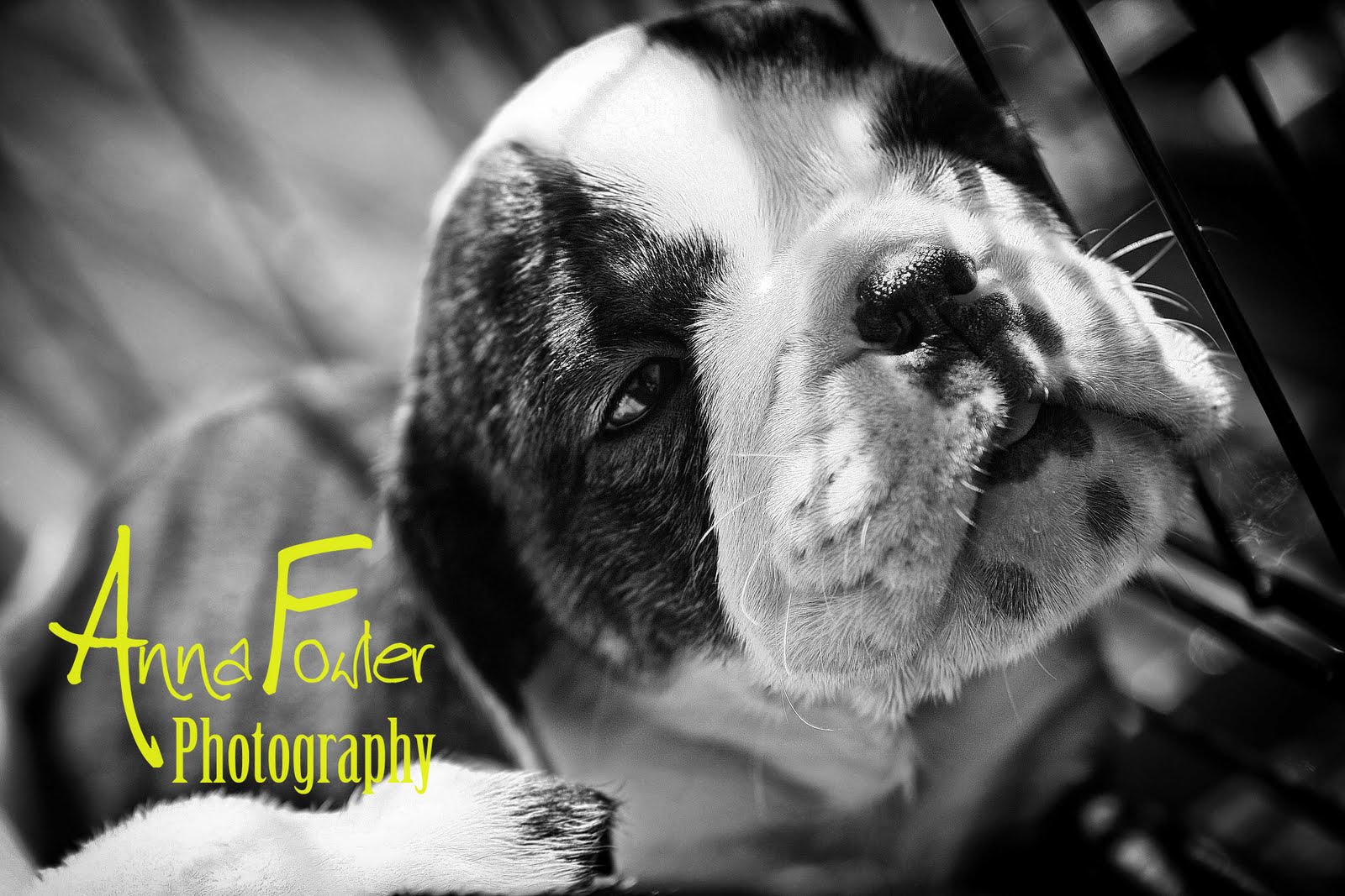 Anna Fowler Photography