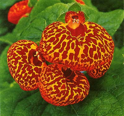 Best Flower's Care: CALCEOLARIA