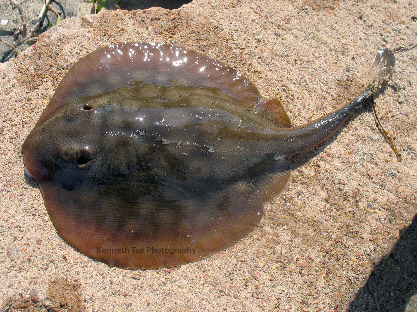 MuskieBait Adventures: Lifelist