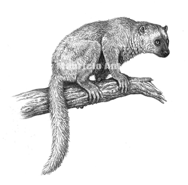 Escenarios prehistóricos: Adapis