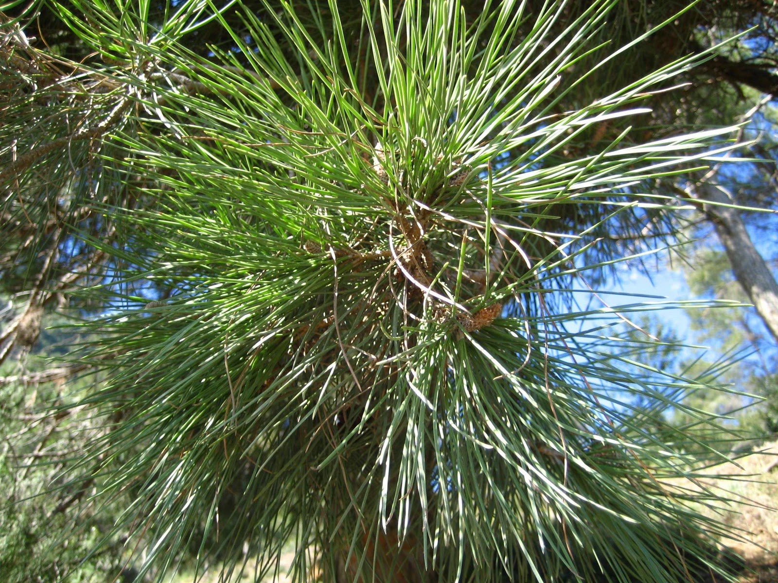 Árboles con alma: Pino piñonero. Pi pinyer. (Pinus pinea)