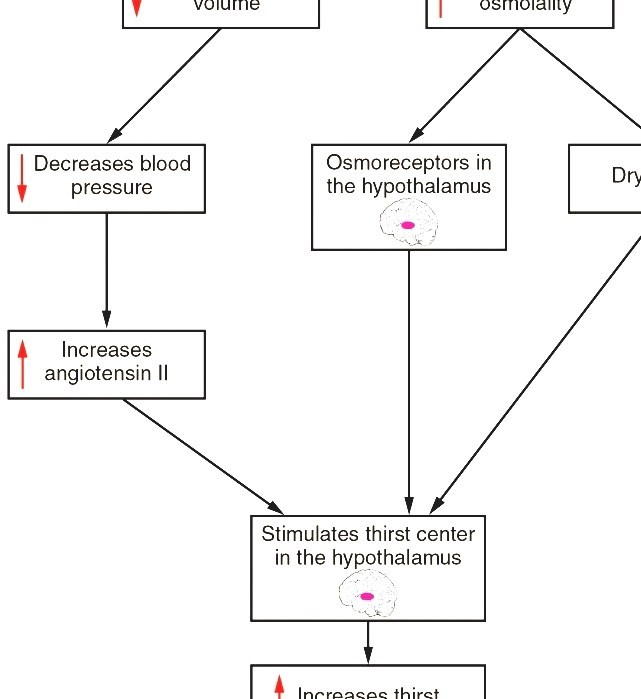 Blood Volume - Blood Volume Human Body