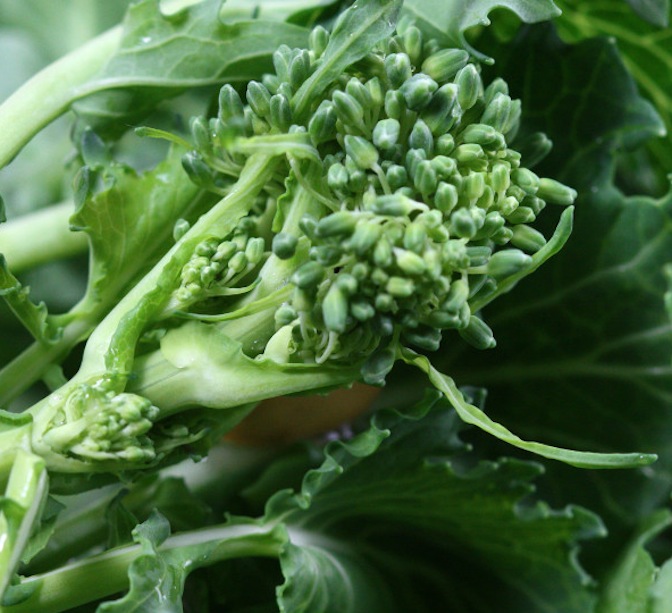 Mad Coyote Joe's Blah Blah Blog: Sauteed Broccoli Raab